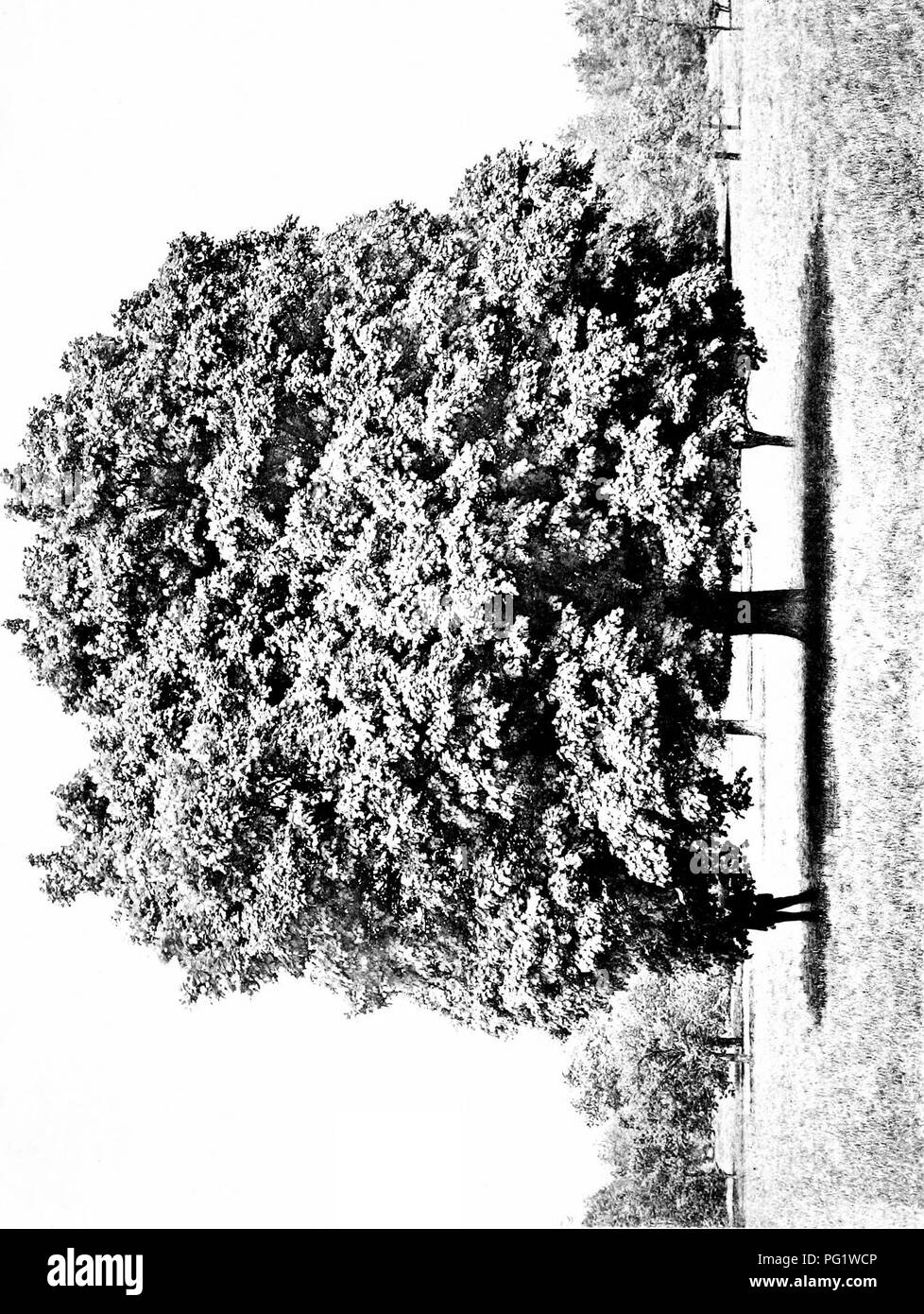 This illustrated guide to the trees of Great Britain and Ireland ...