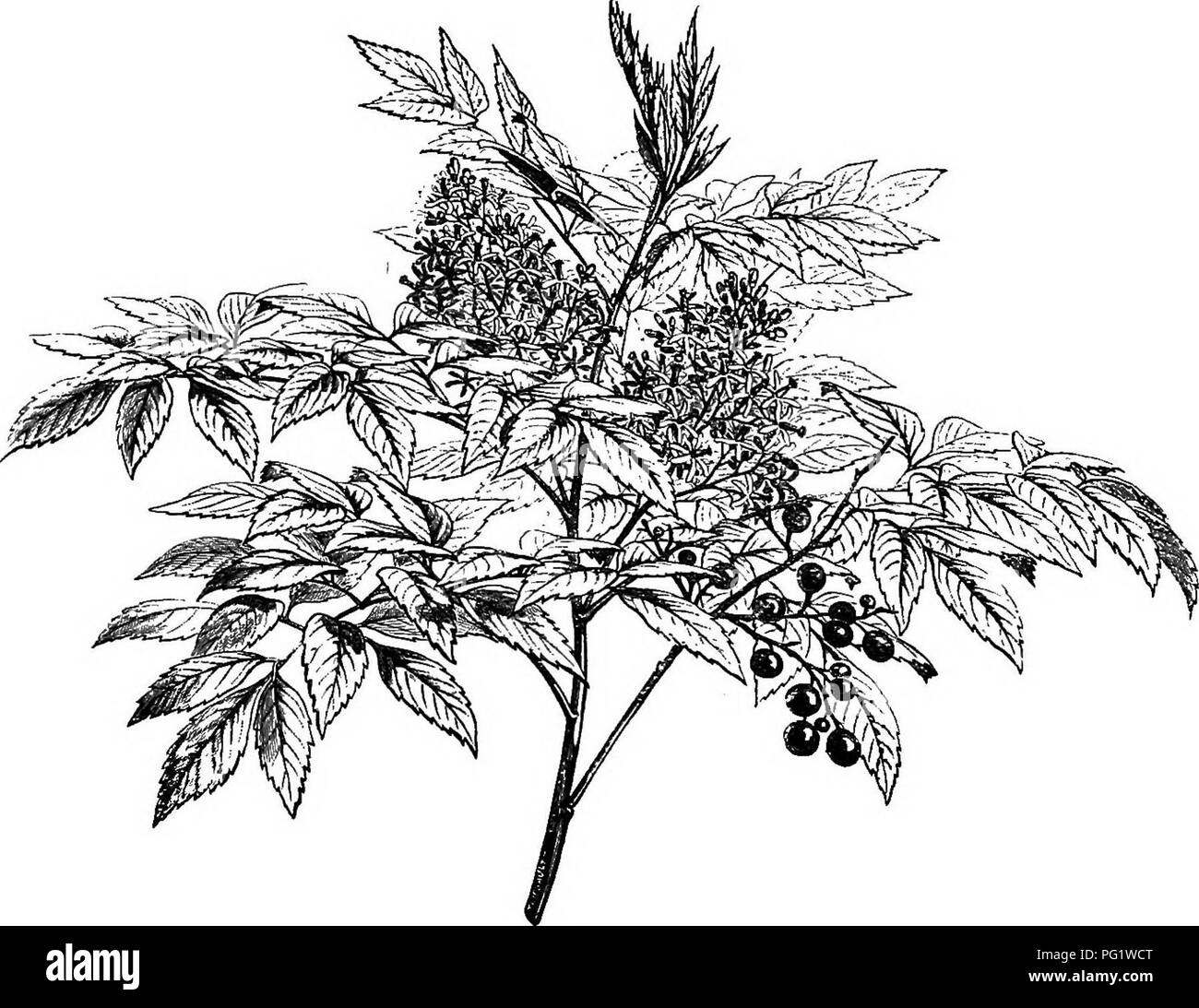 This section of 'The Natural History of Plants' covers the Meliaceae ...