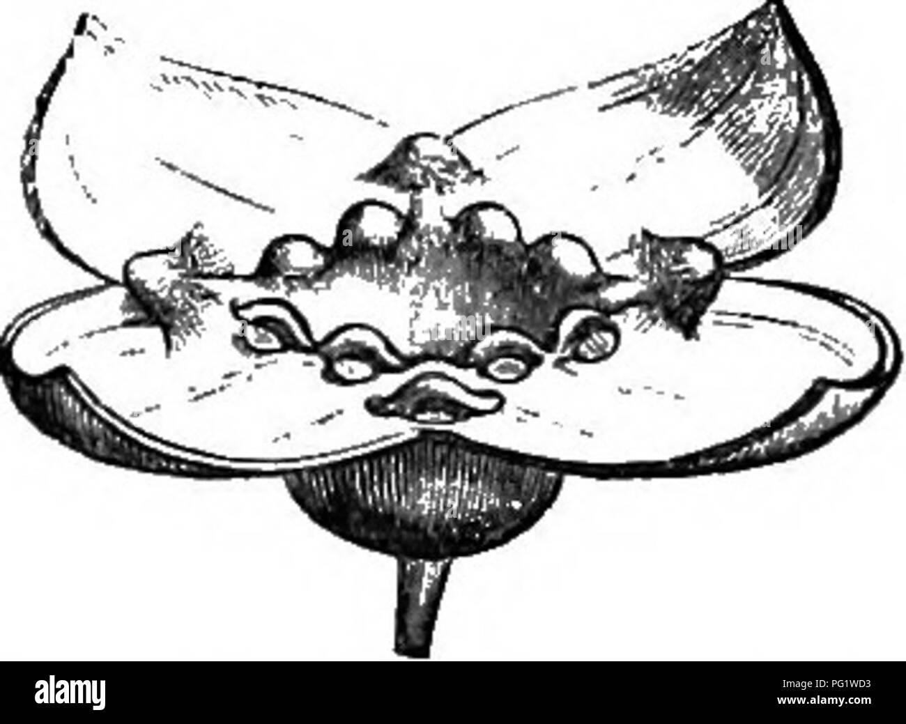 This work, authored by Henri Ernest Baillon and Marcus Manuel Hartog ...