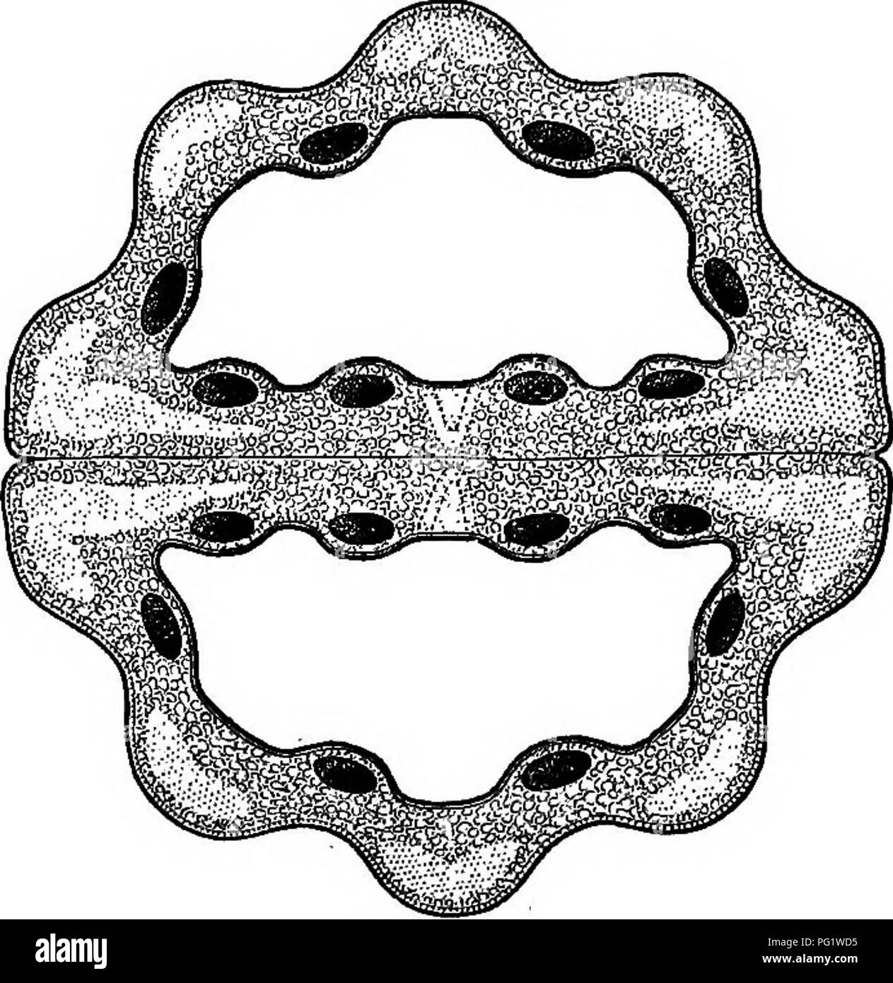 This botanical work focuses on the Umbelliferae family, detailing the ...