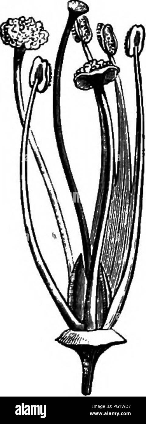 A botanical reference detailing the natural history of plants ...