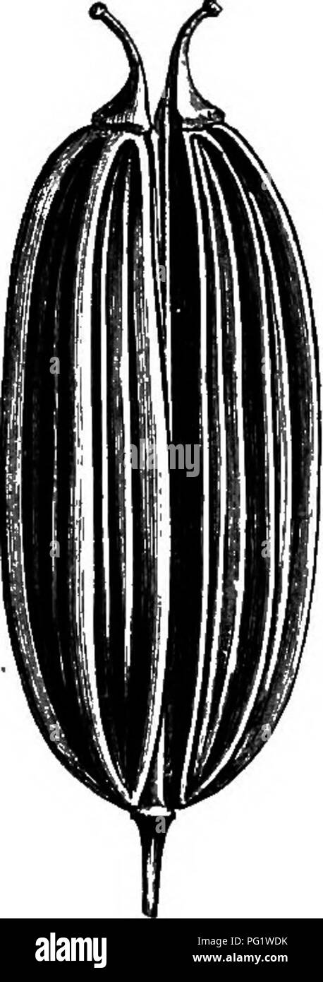 This text provides an overview of the genus Aciphylla, including its ...