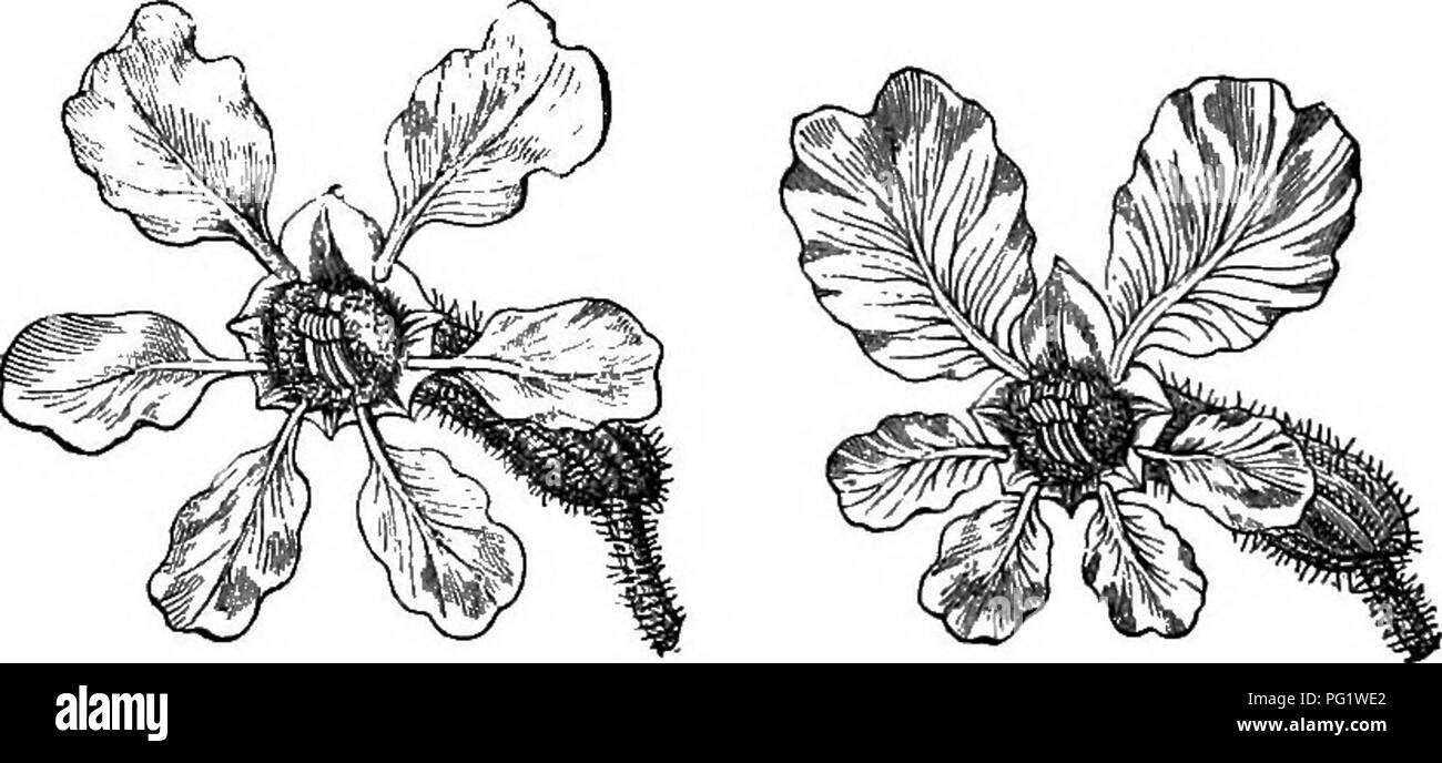 This botanical work describes the floral characteristics of various ...