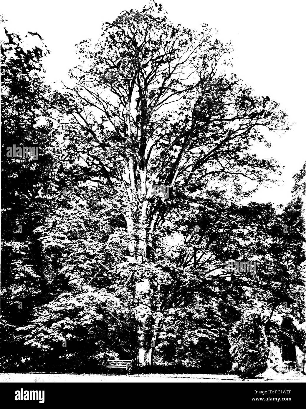 This illustration from 'The Trees of Great Britain & Ireland' depicts a ...