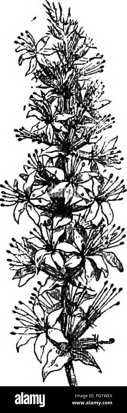 Septicidal hi-res stock photography and images - Alamy