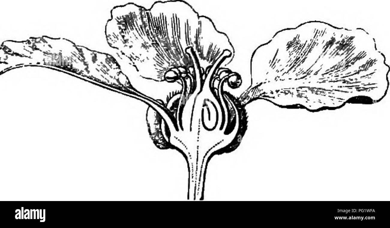 This work by Henri Ernest Baillon and Marcus Manuel Hartog covers the ...