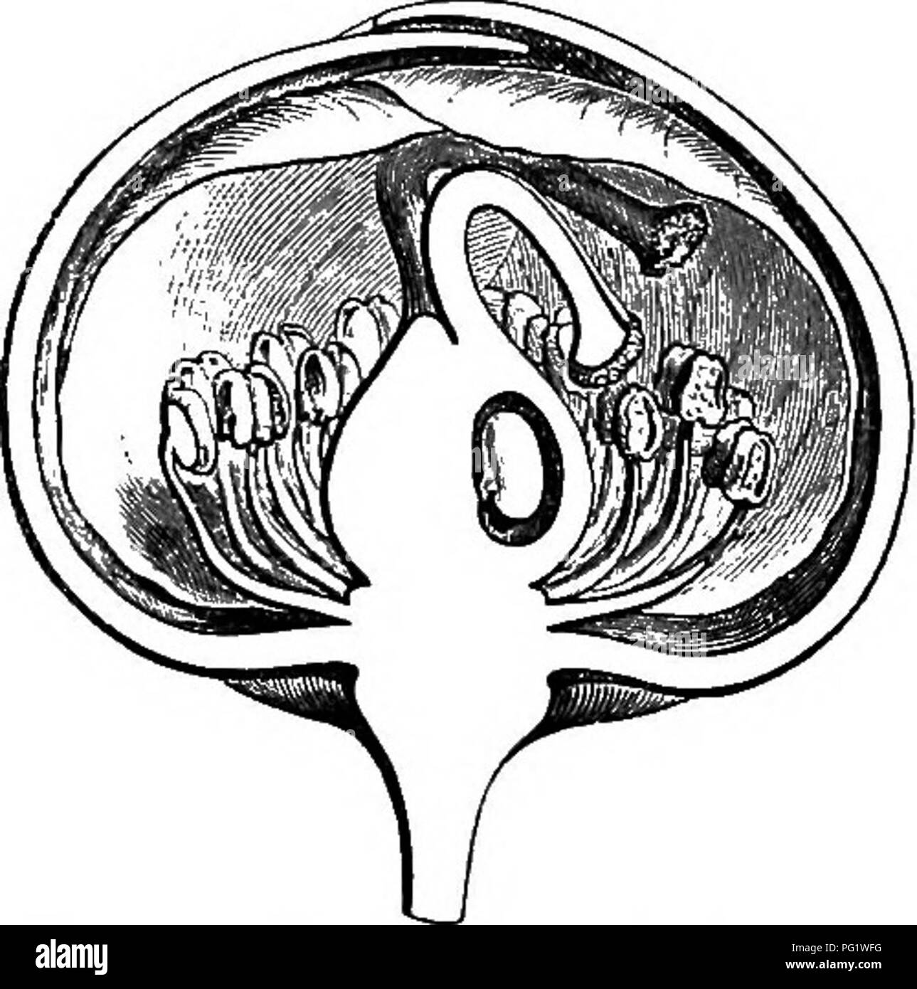 A comprehensive guide to plant biology and botany, focusing on flower ...