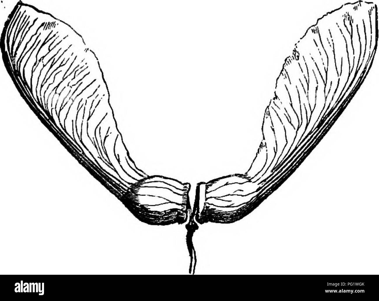 This section covers the Acer genus within the Sapindaceae family ...