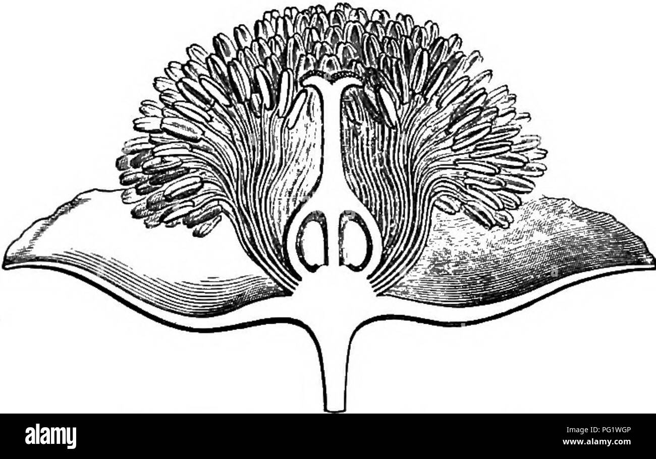 Tetramerous Black and White Stock Photos & Images - Alamy