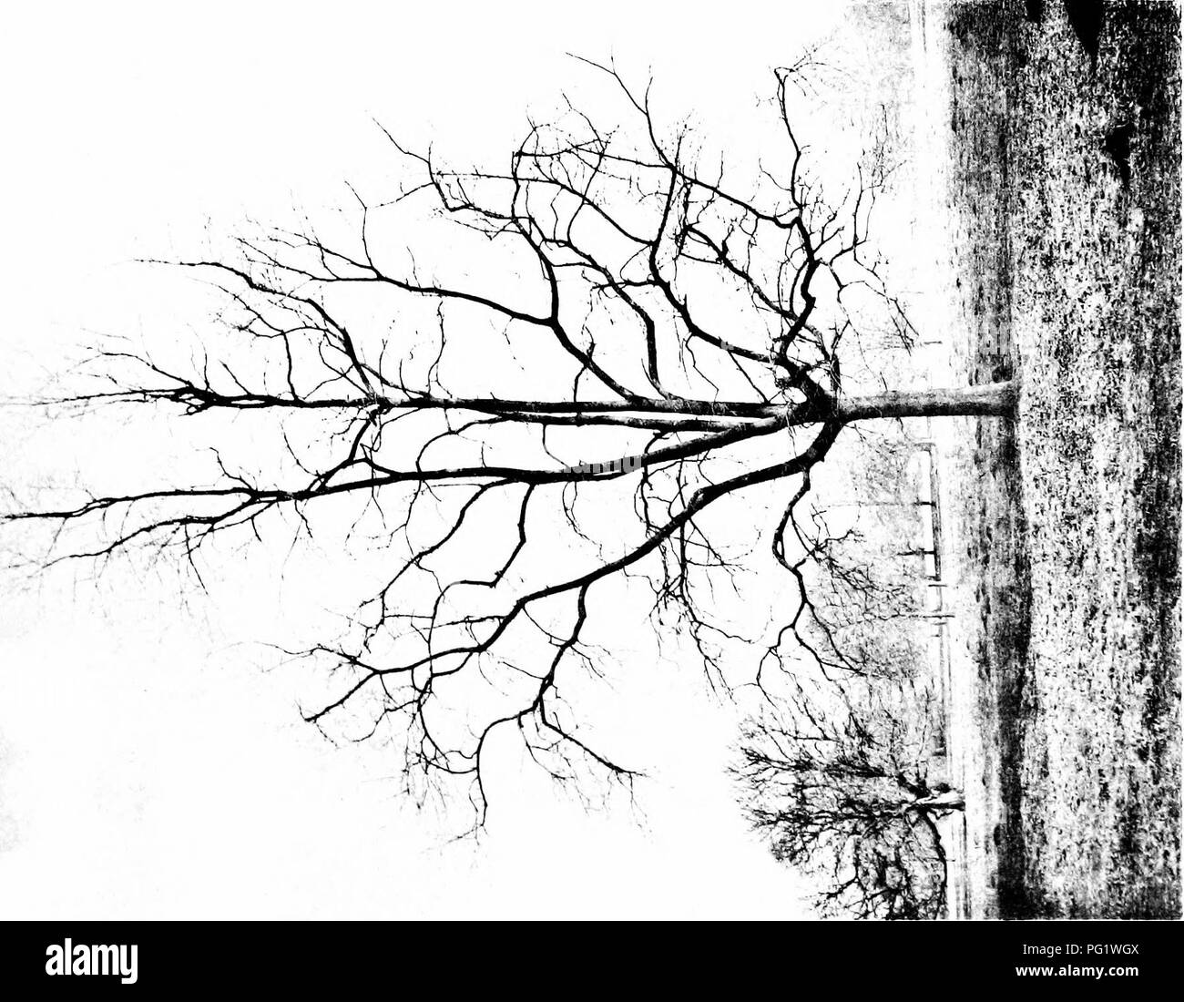 Irish forestry Black and White Stock Photos & Images - Alamy