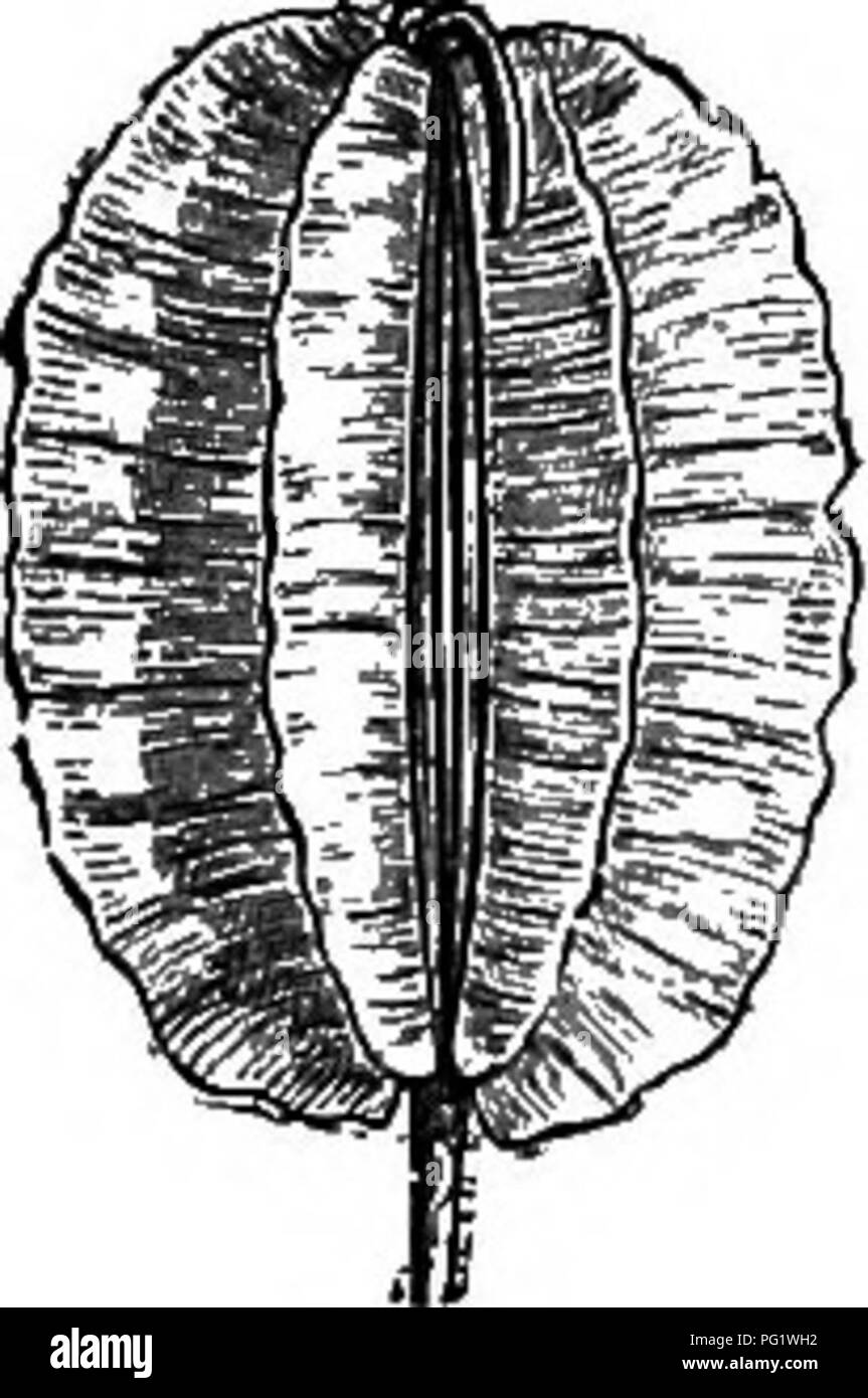 . The natural history of plants. Botany. 92 NATURAL EISTOBY OF PLANTS ...