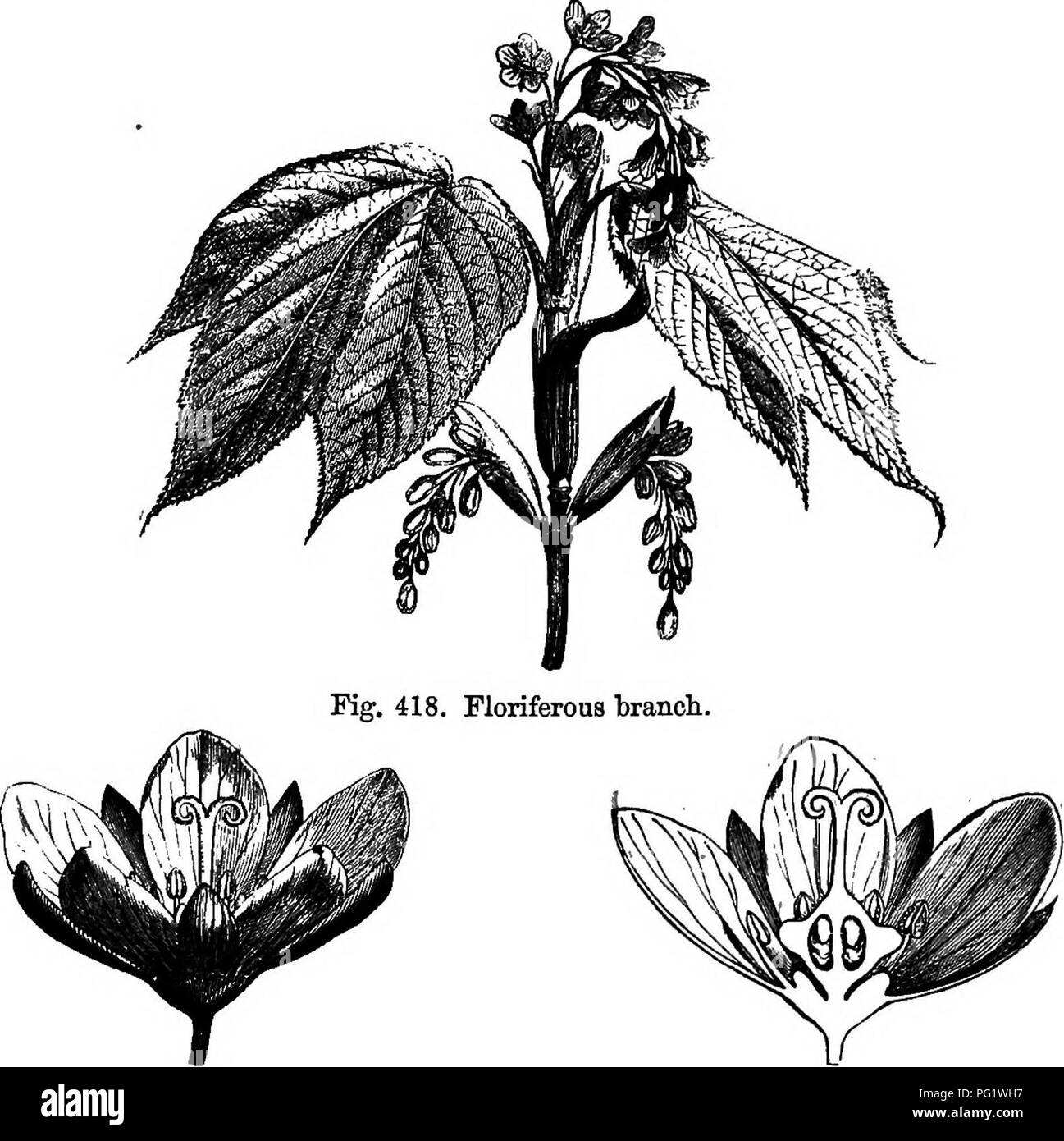 Polygamous family Cut Out Stock Images & Pictures - Alamy