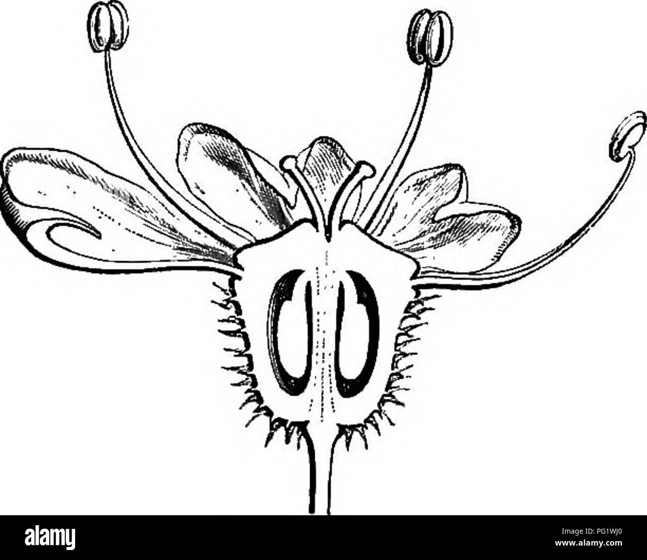 This botanical illustration depicts the structure of a flower, focusing ...