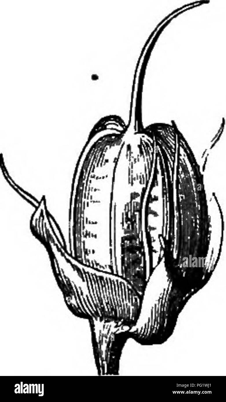 This entry from *The Natural History of Plants* explores the anatomy of ...