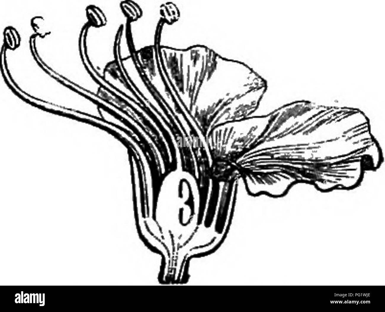 This illustration provides a longitudinal section of a plant flower ...