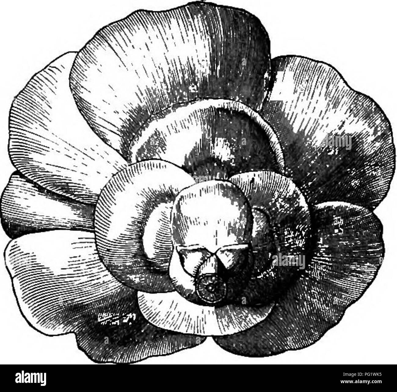 Xanthe hi-res stock photography and images - Alamy