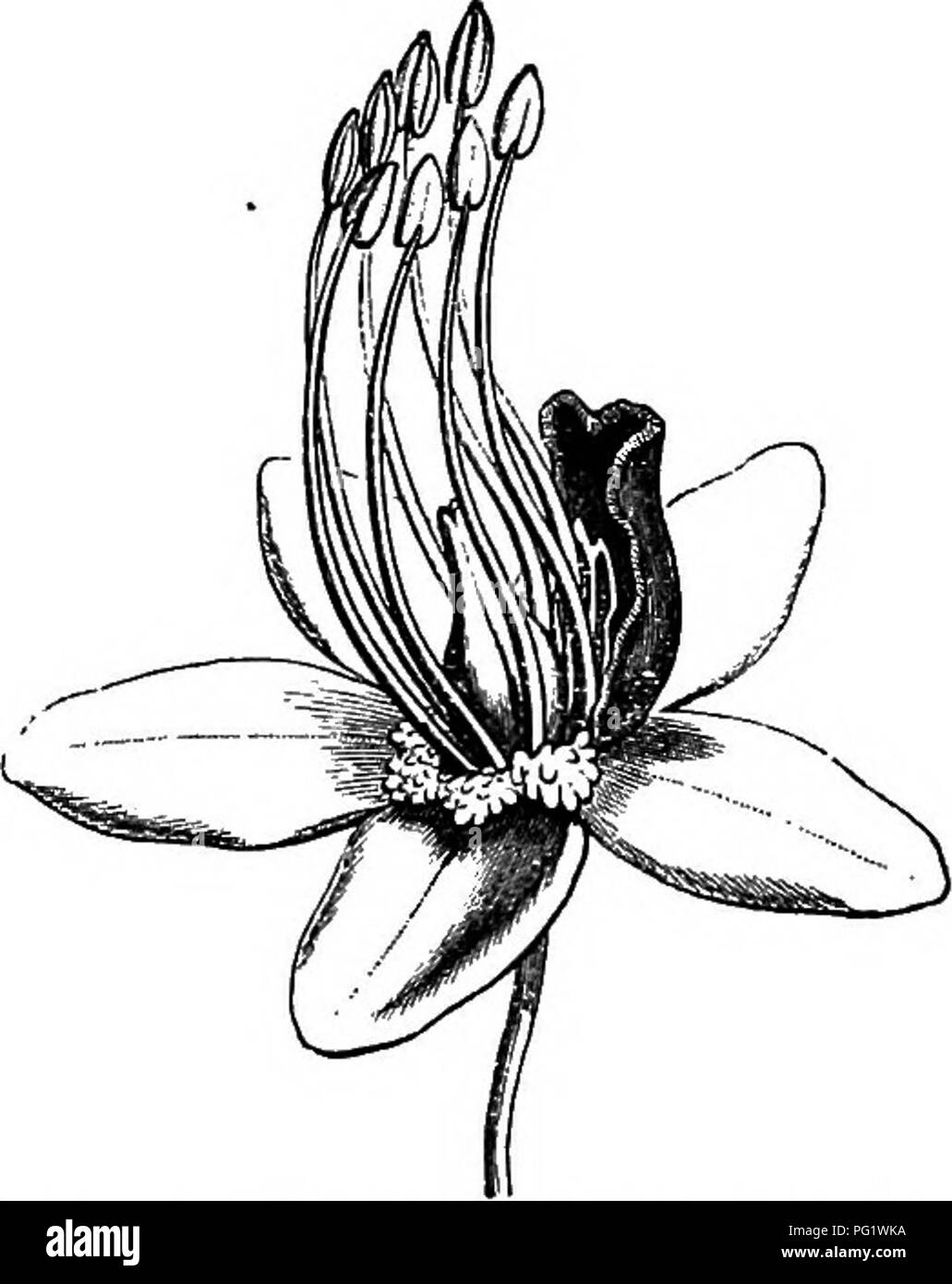 . The natural history of plants. Botany. Fig. 399. Male flower. Fig ...
