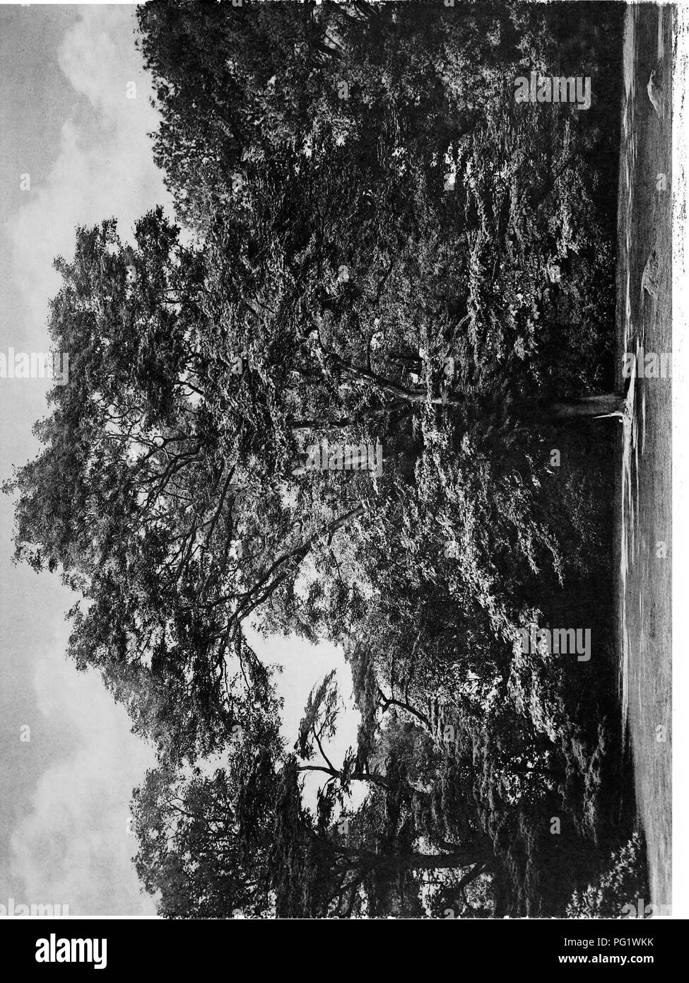 This image from *The Trees of Great Britain & Ireland* by Henry John ...