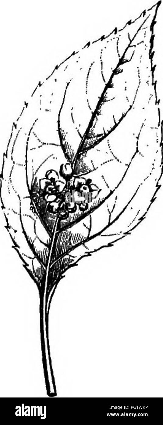 Small terminal clusters of flowers hi-res stock photography and images ...