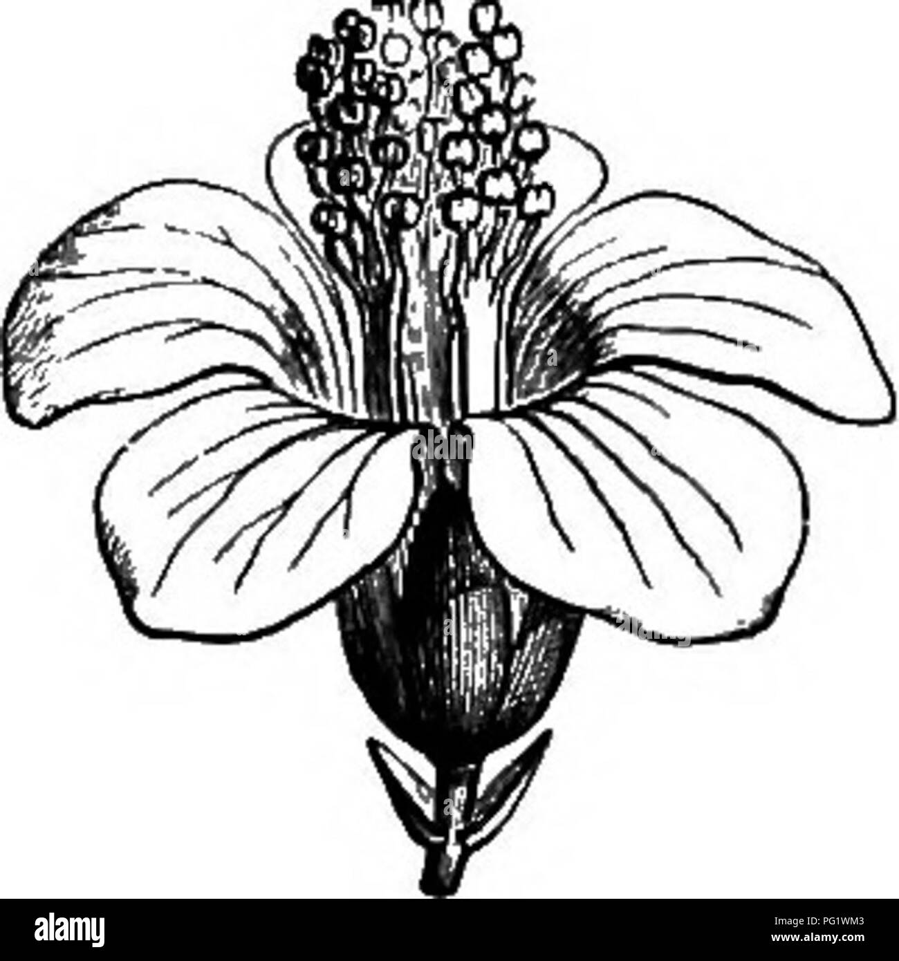 Twisted anthers hi-res stock photography and images - Alamy