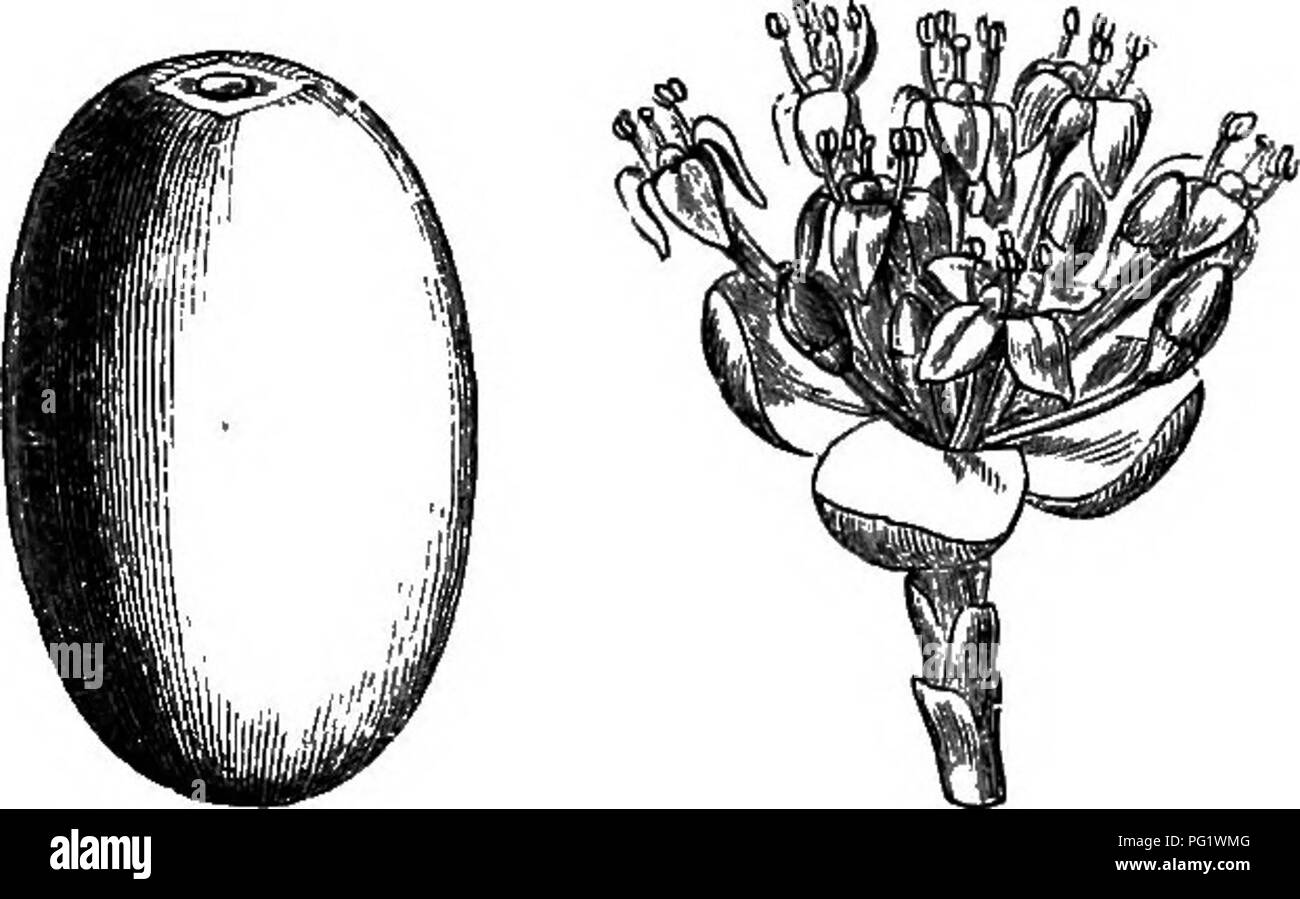 This botanical work provides detailed descriptions of various plant ...