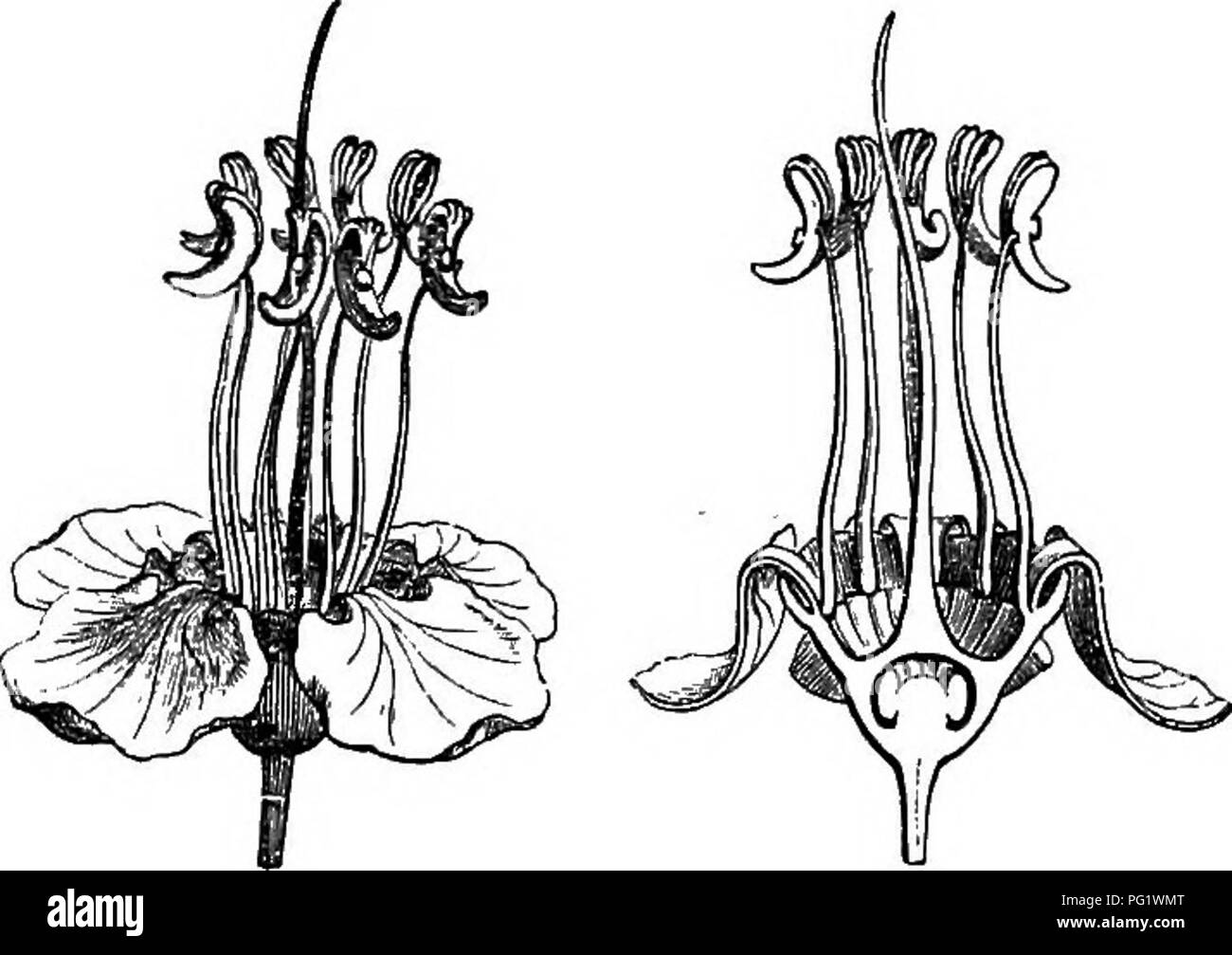 Stamen cells hi-res stock photography and images - Alamy