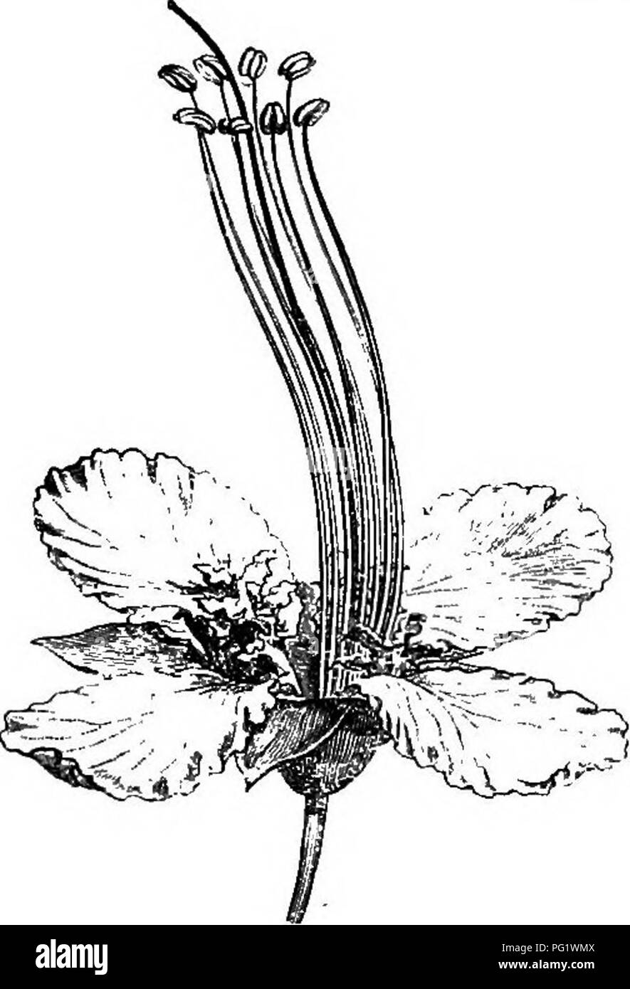 Two different branches Black and White Stock Photos & Images - Alamy