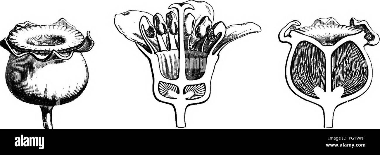 Gamosepalous Black and White Stock Photos & Images - Alamy