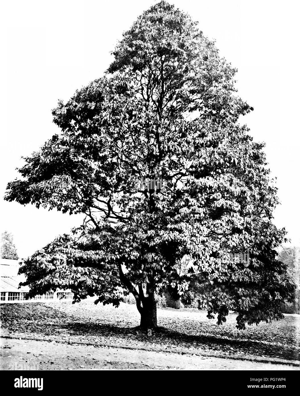 This illustration from 'The Trees of Great Britain & Ireland' features ...