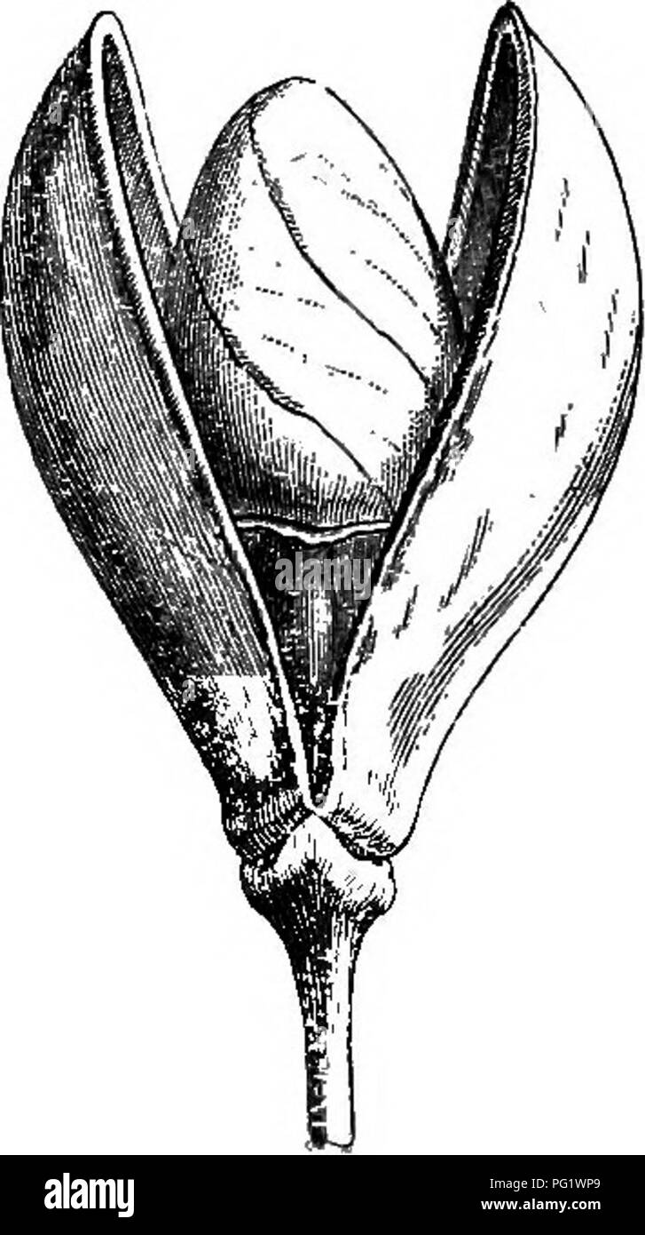 . The natural history of plants. Botany. Fig. 23. Stamins.- Dissochoeta ...