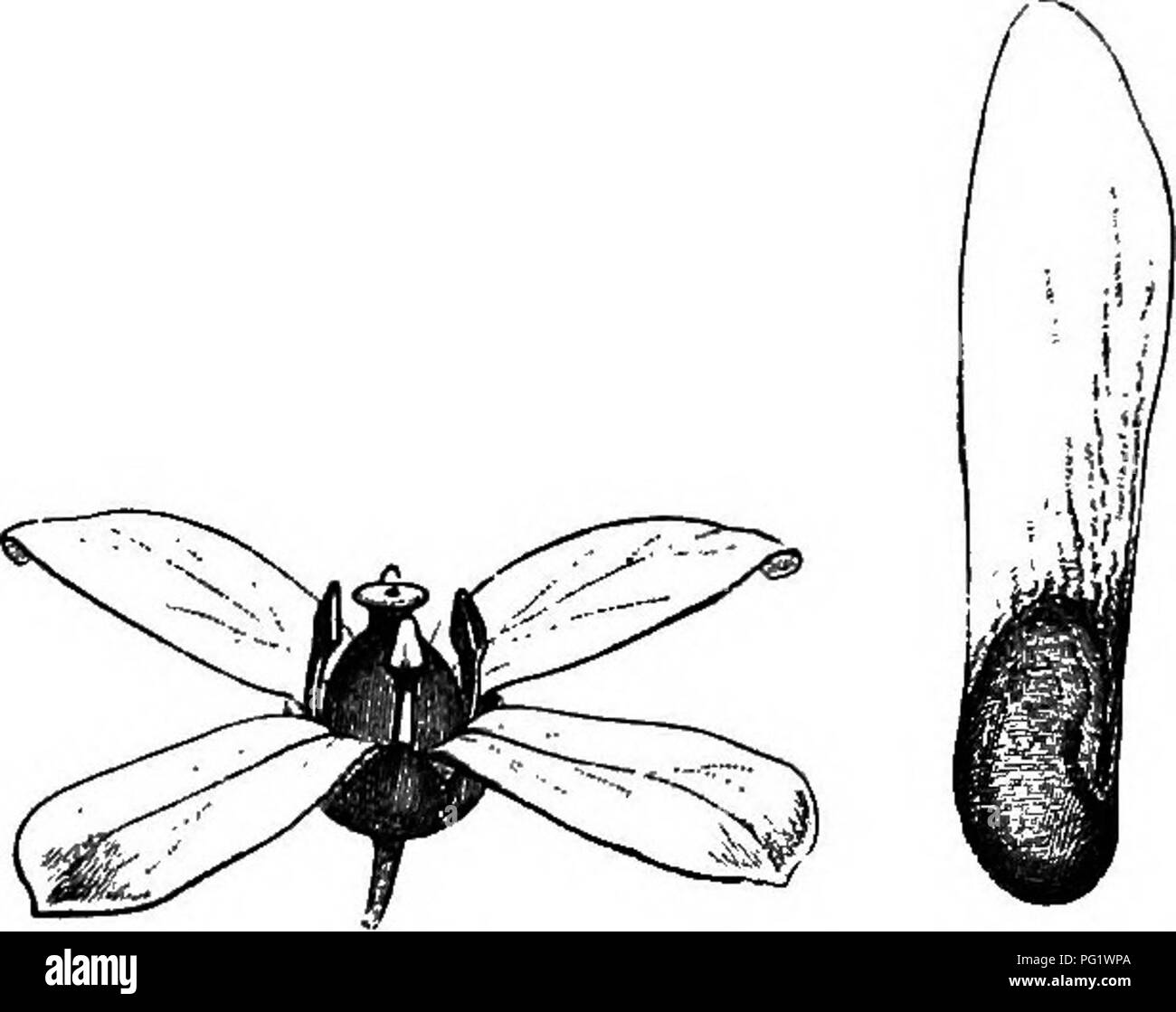 Very short inner petals hi-res stock photography and images - Alamy