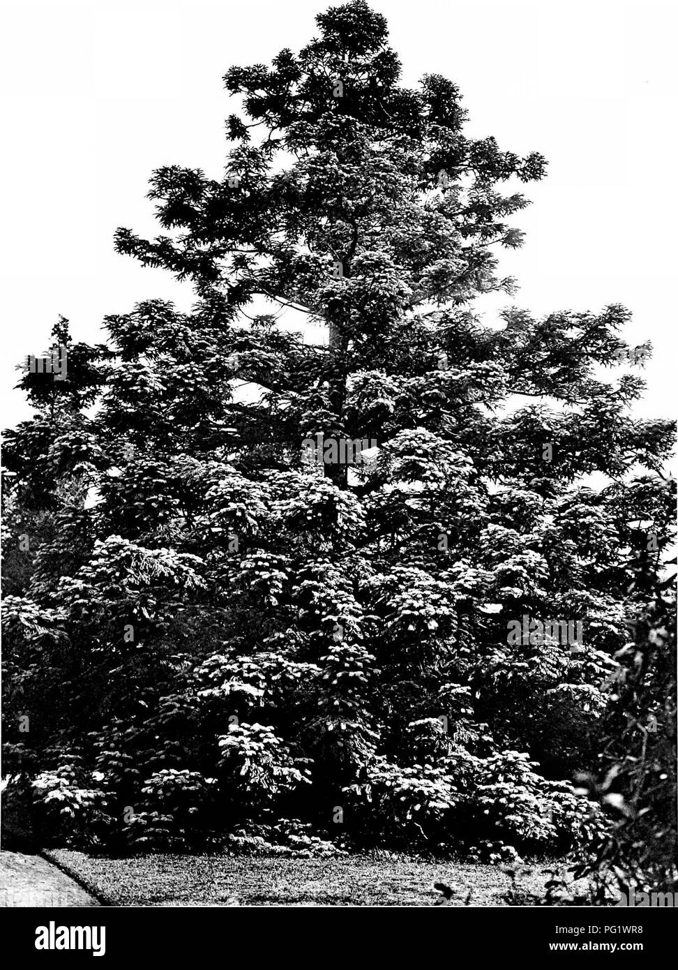 This reference work details the tree species of Great Britain and ...