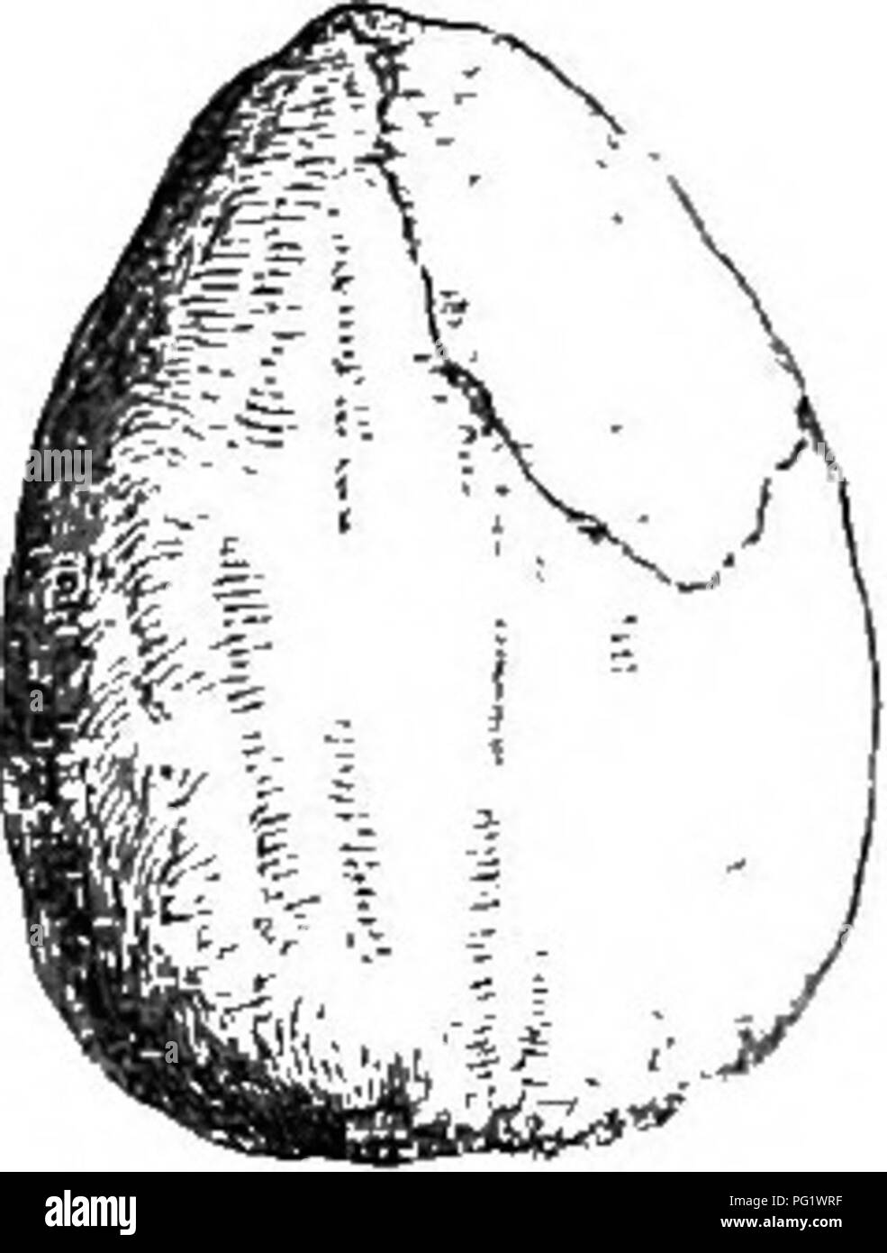 This work by Henri Ernest Baillon and Marcus Manuel Hartog explores the ...