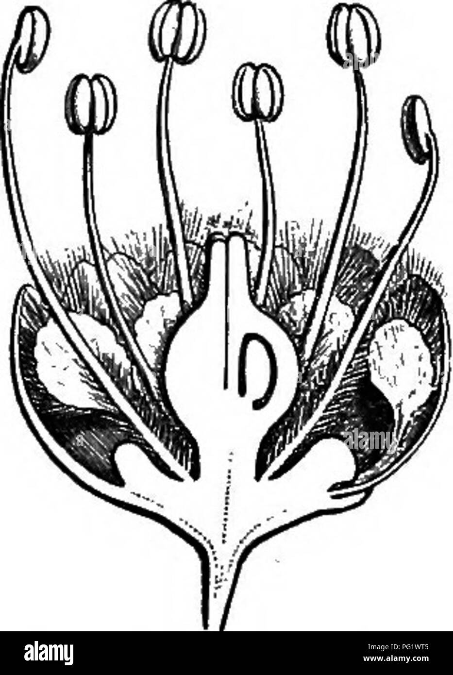 This botanical study illustrates the structure and classification of ...