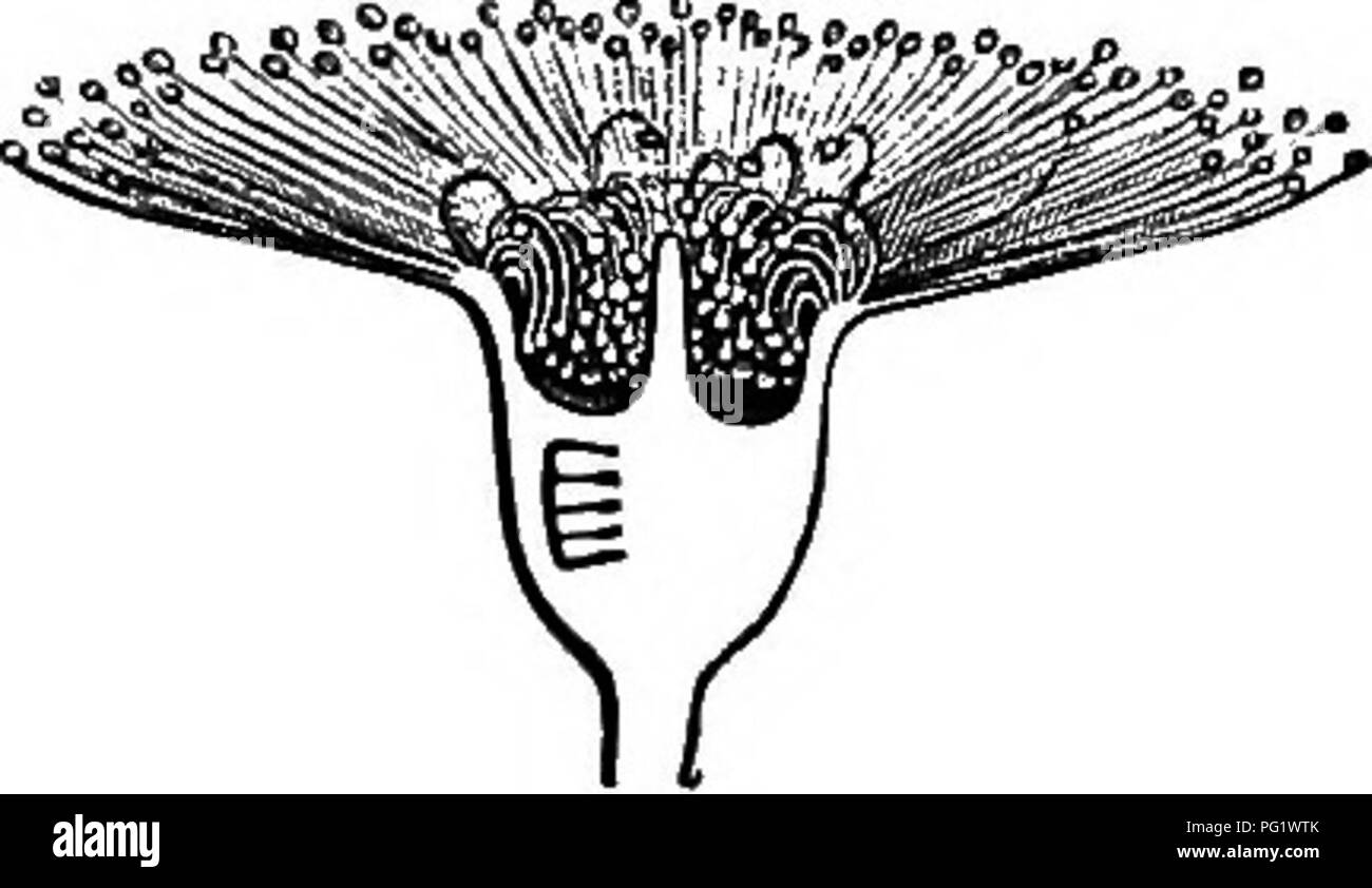 Exceptional flower Black and White Stock Photos & Images - Alamy