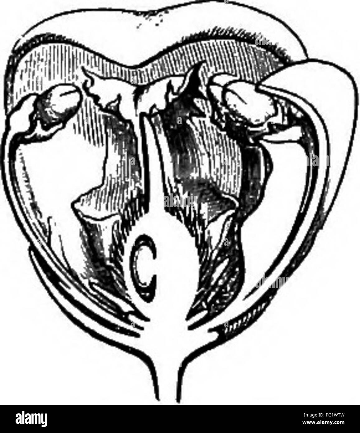 This botanical study examines the structure of flowers, focusing on ...