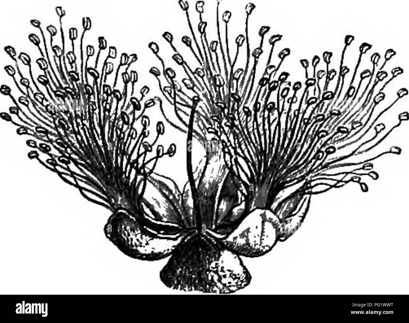 Radicle High Resolution Stock Photography and Images - Alamy