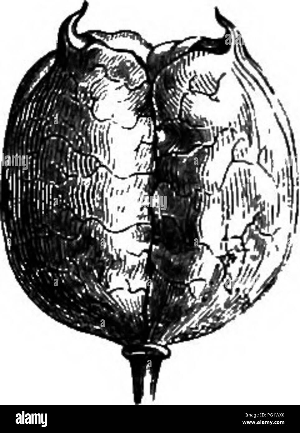 Exstipulate hi-res stock photography and images - Alamy