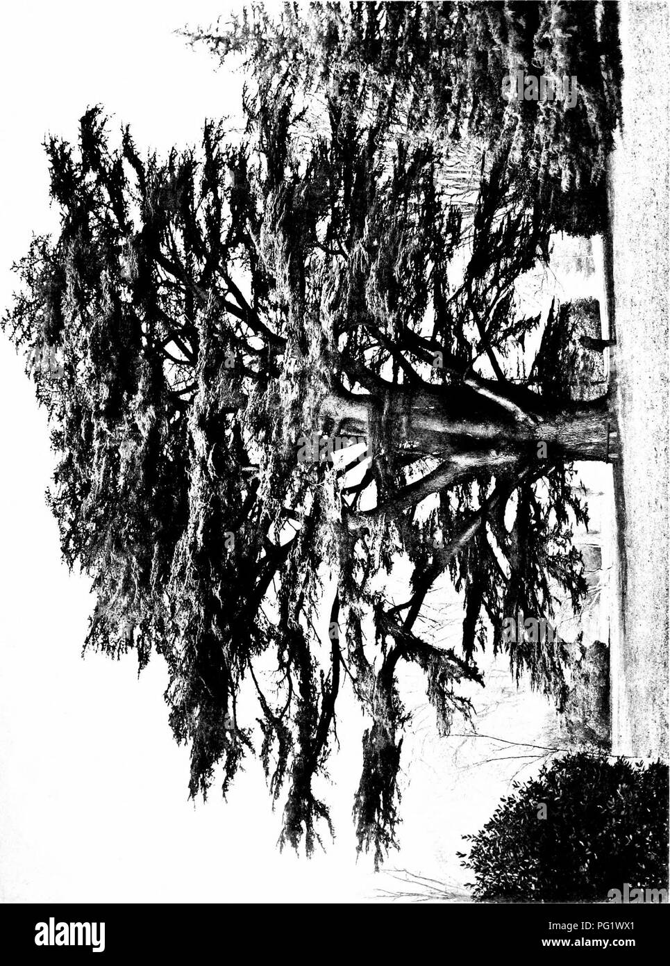 This work describes the trees of Great Britain and Ireland, focusing on ...