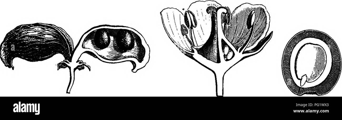 This botanical reference explores the anatomy of plants, specifically ...