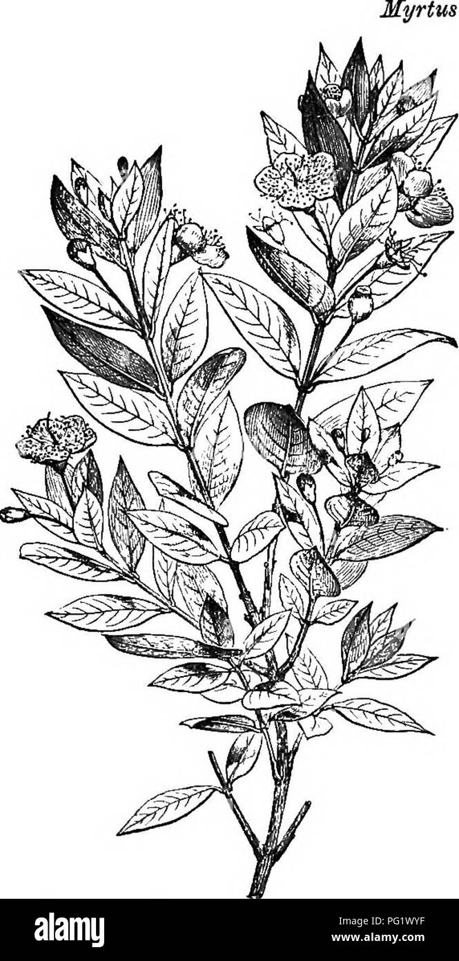 This botanical illustration depicts the common Myrtle (Myrtus communis ...