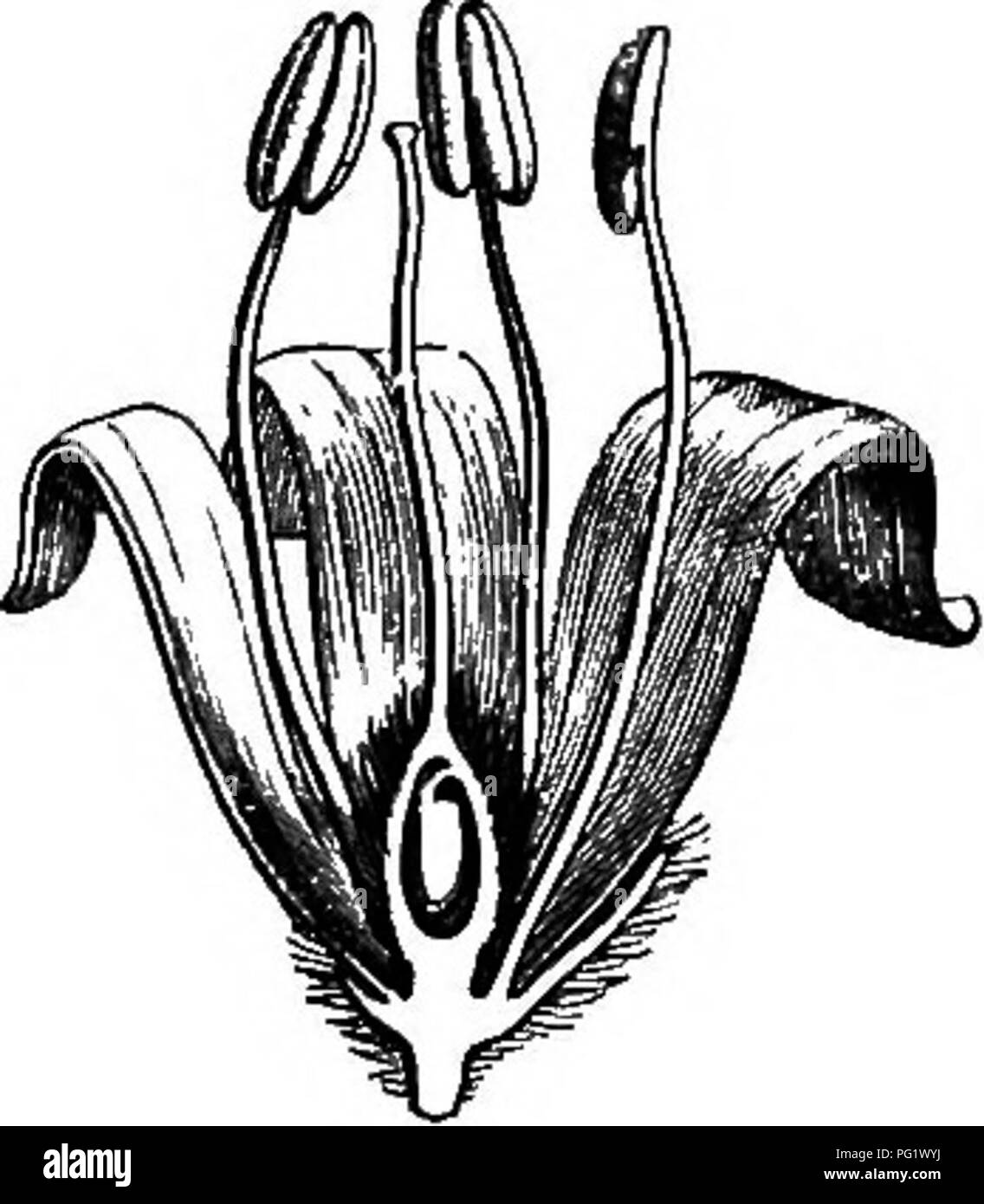 This botanical work provides detailed insights into the anatomy and ...