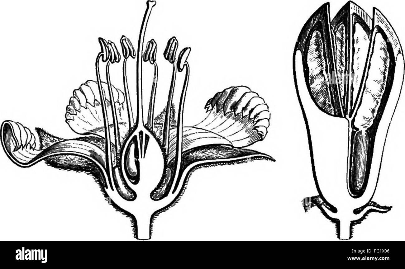 Spoon shaped petals hi-res stock photography and images - Alamy