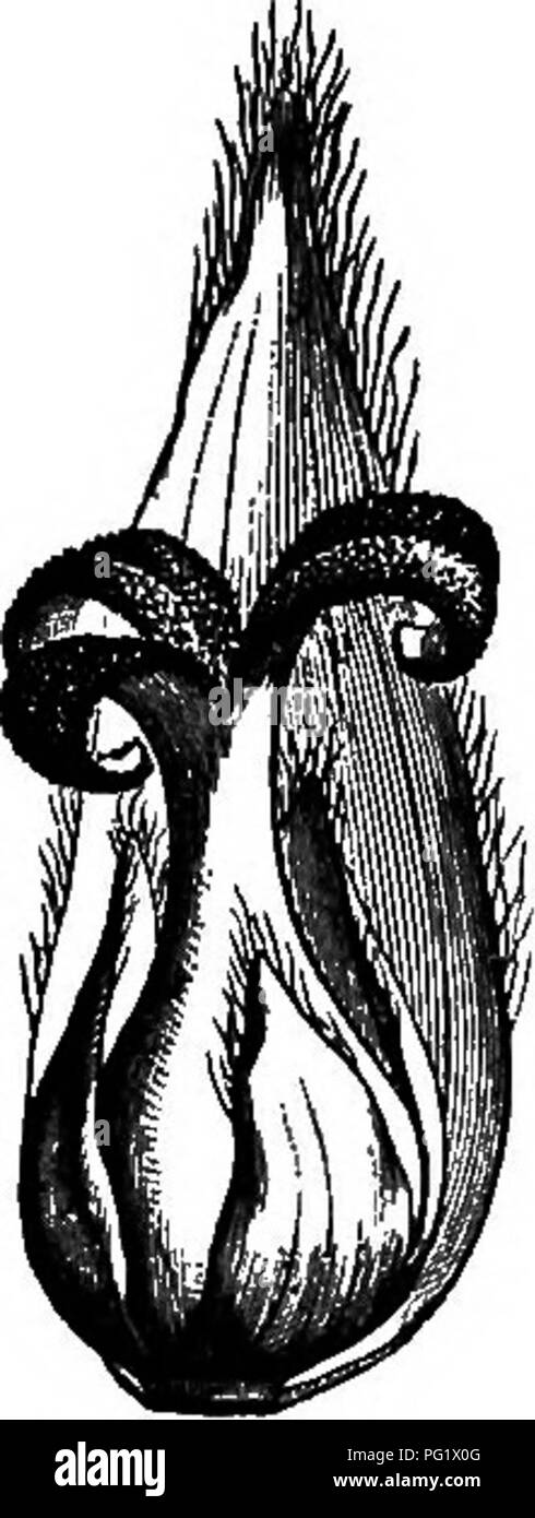 This botanical illustration from 'The Natural History of Plants ...