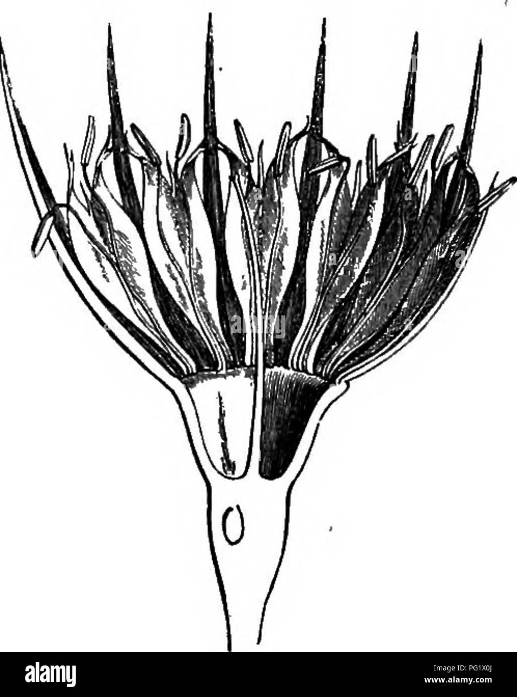 Capitule hi-res stock photography and images - Alamy