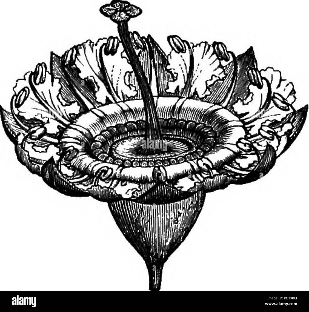 Multiple flower structures Black and White Stock Photos & Images - Alamy