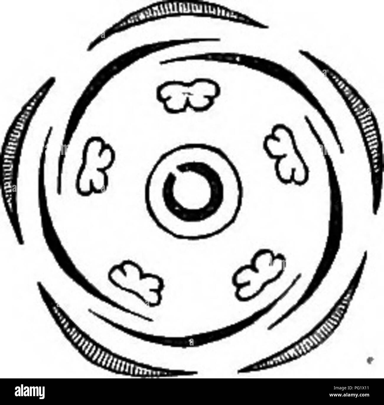 . The natural history of plants. Botany. 270 NATURAL HISTORY OF PLANTS ...