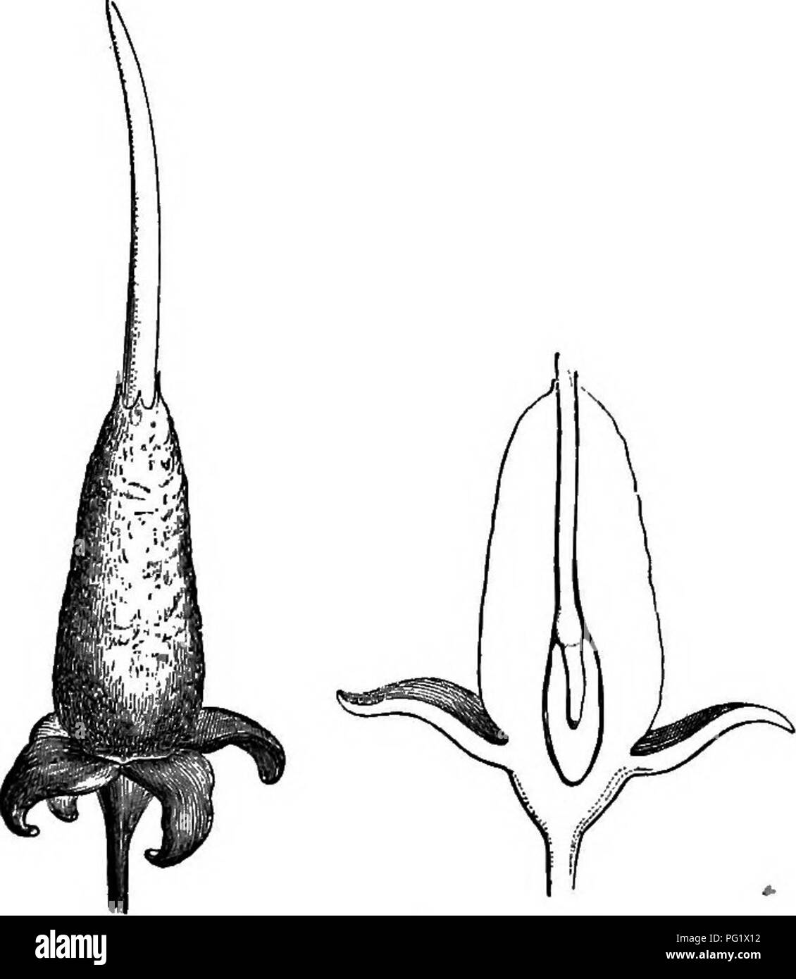 Germinating seed r Black and White Stock Photos & Images - Alamy