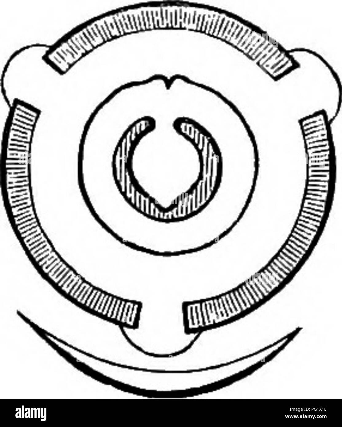 This botanical illustration from Henri Baillon and Marcus Hartog’s work ...