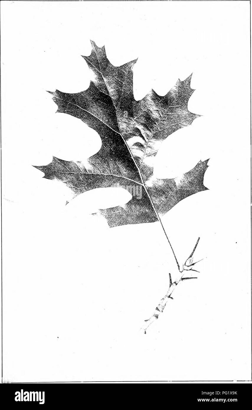 This guide, 'Our Native Trees and How to Identify Them,' explores the ...